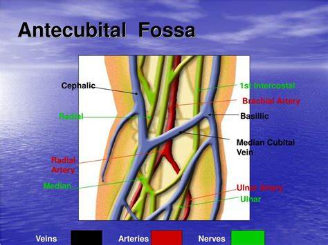 Ppt Cannulation And Venesection Powerpoint Presentation Free Download