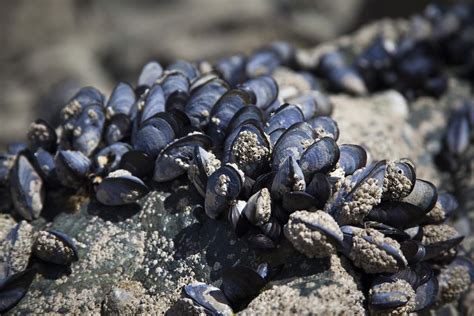 Whats The Difference Between Clams Mussels And Oysters Ocean