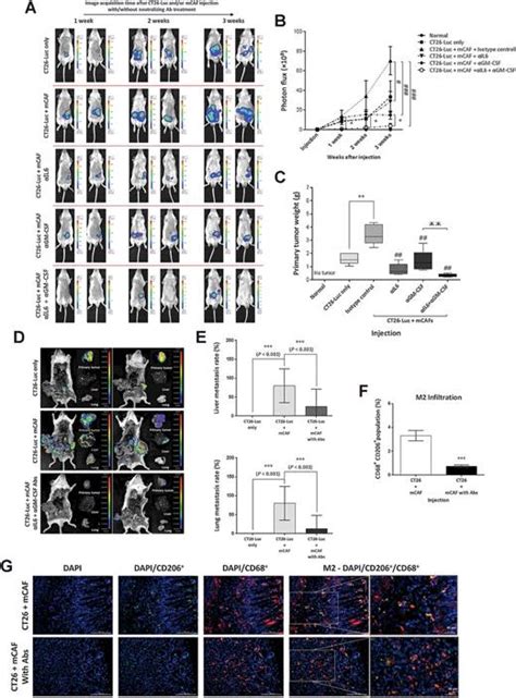 Cancer Stimulated Cafs Enhance Monocyte Differentiation And Protumoral