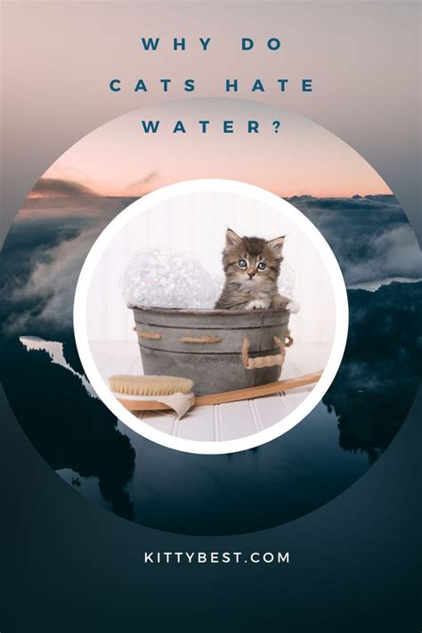 Why Do Cats Hate Water Explained