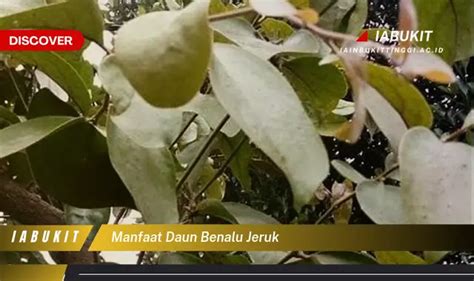 Intip 7 Manfaat Daun Benalu Jeruk Yang Bikin Kamu Penasaran Discover