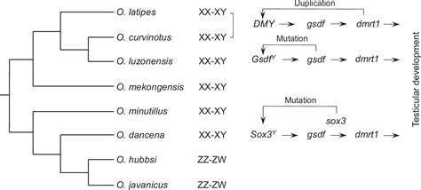 Sex Determination Gonadal Sex Differentiation And Plasticity In