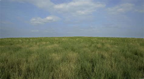 grass ue4 alireza khajehali on artstation at artstation
