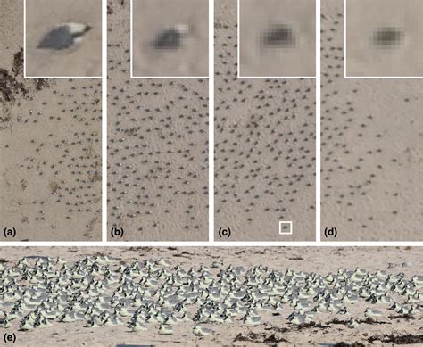 Drones Count Wildlife More Accurately And Precisely Than Humans