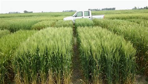 Cómo Planificar Una Estrategia De Siembra De Trigo Eficiente Infocampo