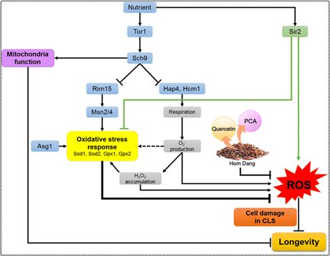 Proposed Model To Describe Modes Of Actions Of Antioxidants Quercetin