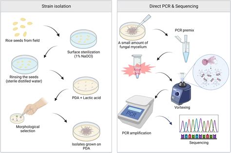 Frontiers Application Of Direct Pcr For Phylogenetic Analysis Of