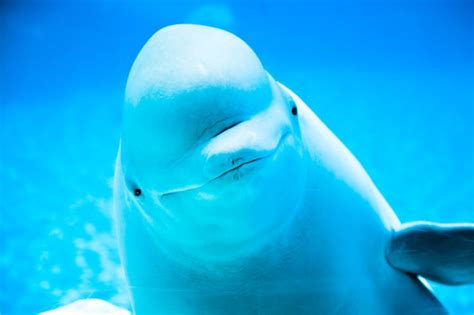 deciphering beluga whales bubble language discover magazine