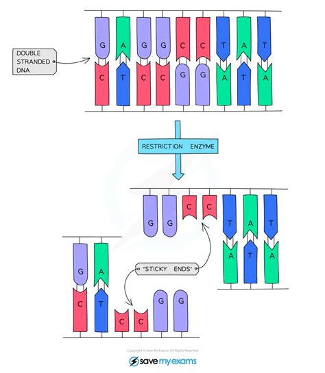 Edexcel Igcse Biology Double Science 复习笔记 5 3 1 The Process Of Genetic