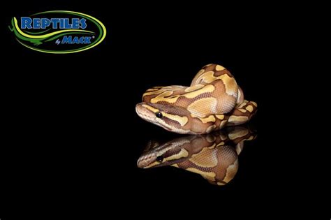 ball python care sheet reptiles by mack