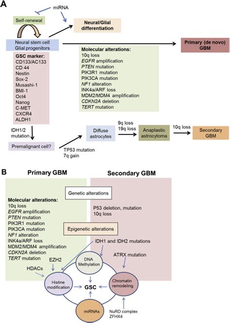 Genetic Alterations And Aberrant Signaling Pathways In Primary And