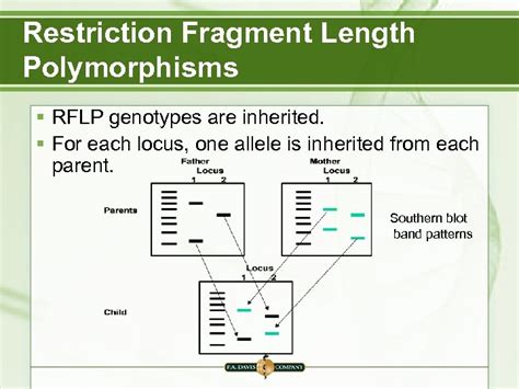 chapter 11 dna polymorphisms and human identification