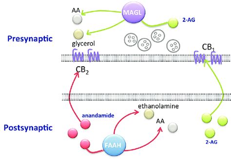 Endocannabinoid Degradation At A Neuronal Synapse The Major