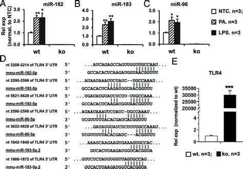 P Aeruginosa And Lps Induce The Expression Of Mir 183 96 182 In