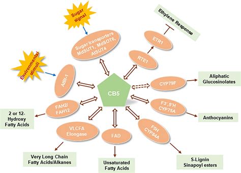 Frontiers Cytochrome B5 A Versatile Electron Carrier And Regulator