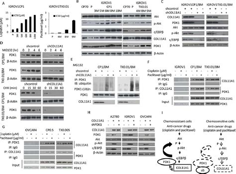 Figure 5 From Col11a1 Confers Chemoresistance On Ovarian Cancer Cells