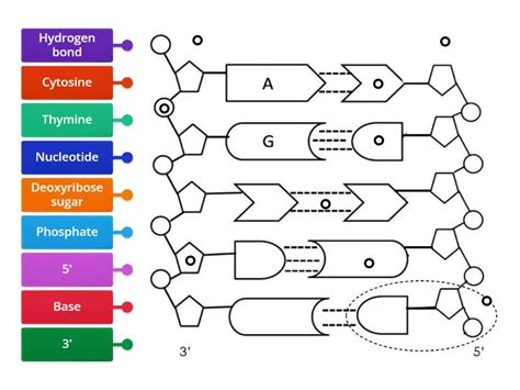 Dna Structure Labelled Diagram