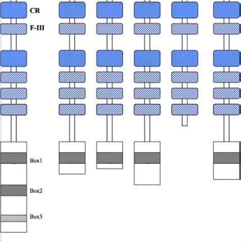 Domain Structures Of Alternatively Spliced Leptin Receptor Isoforms Cr