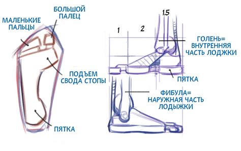 Кости ноги человека ниже колена фото строение с описанием