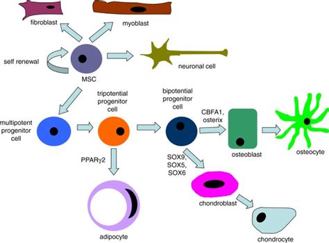 Mesenchymal Stem Cell Transformation And Sarcoma Genesis Clinical