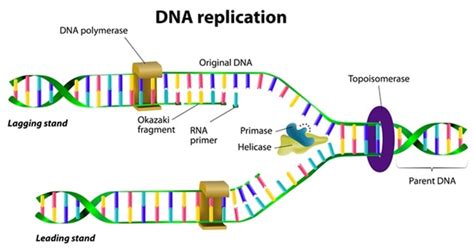 December 2 December 12 Dna Replication And Cell Cycle Unit Biology By