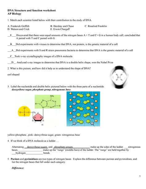 Copy Of Transcription And Translation Practice Worksheet Dna