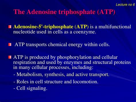 Ppt The Adenosine Triphosphate Atp Powerpoint Presentation Free