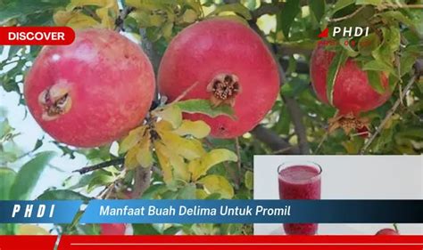 Ketahui 7 Manfaat Buah Delima Untuk Promil Yang Wajib Kamu Intip