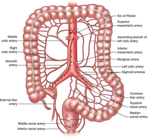 Anatomy And Embryology Of The Colon Rectum And Anus Ascrs Textbook