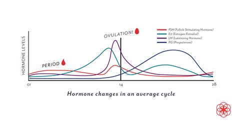 Estrogen Definition Symptoms And More
