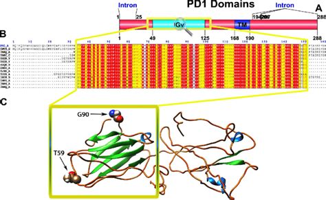 A Molecular Structure Of Pd1 And Conserved Domain Analysis Of Pd1