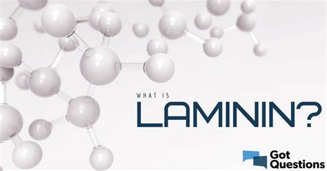 What Is Laminin Is There Any Significance To Laminin Being In The