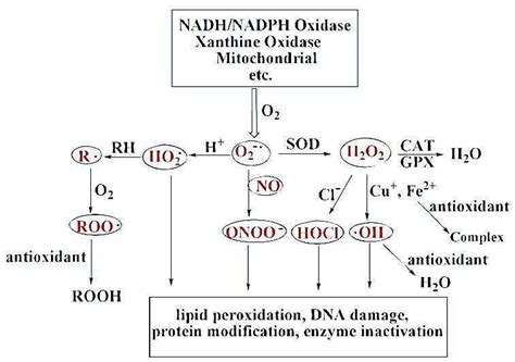 Summary Of Ros Types Sources And Action Point Of Antioxidants 18