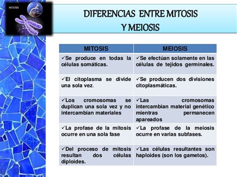 Diferencias Entre Mitosis Y Meiosis Cuadro Comparativo