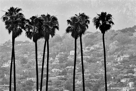 Framed Photo Print Of Palm Trees Santa Barbara California Black And