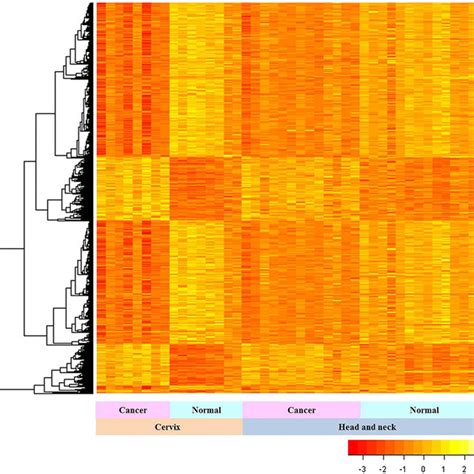 Gene Expression Patterns In Hnc And Cc The Expression Patterns Of 3824