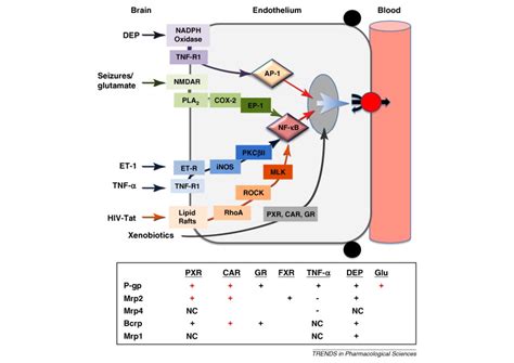 Regulation Of P Glycoprotein And Other Abc Drug Transporters At The