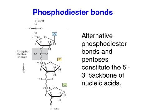 Phosphodiester Bond 5 3