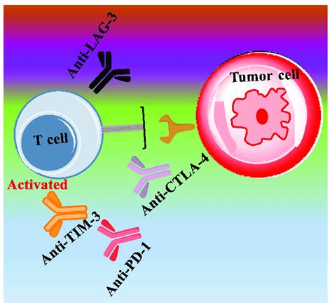 The T Cell Exhaustion Mediated By Immune Checkpoint Protein Pd 1