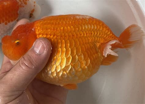 【全体的に状態が悪い】らんちゅう 超極太2歳魚 18cm± 多分メス の落札情報詳細 ヤフオク落札価格情報 オークフリー