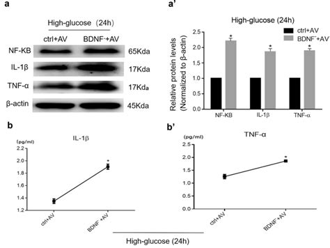 The Expression Of Il 1β Tnf α And Nf κb In Mgcs After The Treatment