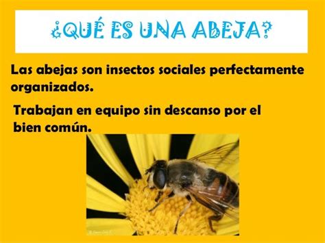Las Abejas