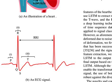 A An Illustration Of A Heart And B An Ecg Signal I A P Wave