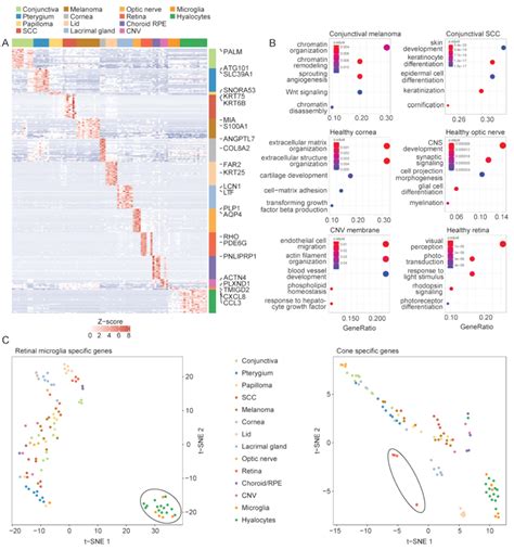 Tissue Specific Genes A Heatmap Visualizing Tissue Specific Genes