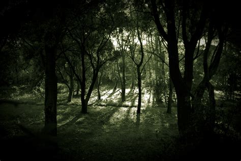 srob fr foret sombre