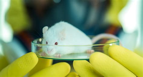 Scientists Figure Out How To Breed Toxoplasma Gondii In Mice