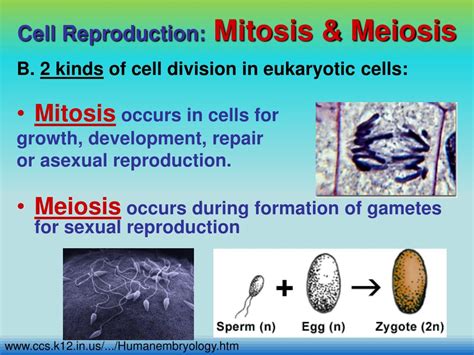 Ppt Chapter 8 Cell Reproduction Powerpoint Presentation Free