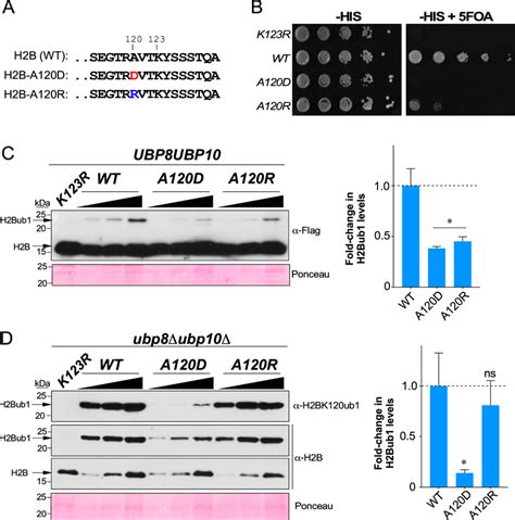 Substitution Of Alanine 120 In The H2b C Terminal Helix With Charged