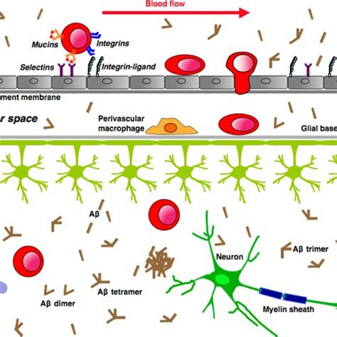 The Steps Of Leukocyte Migration Through The Endothelium In Cns