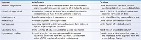 Vertebral Column Basicmedical Key
